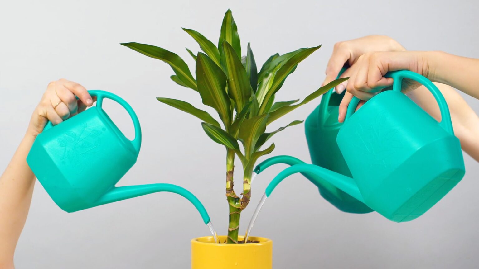 How to Revive a Droopy Plant: Common Causes and Solutions - Garden