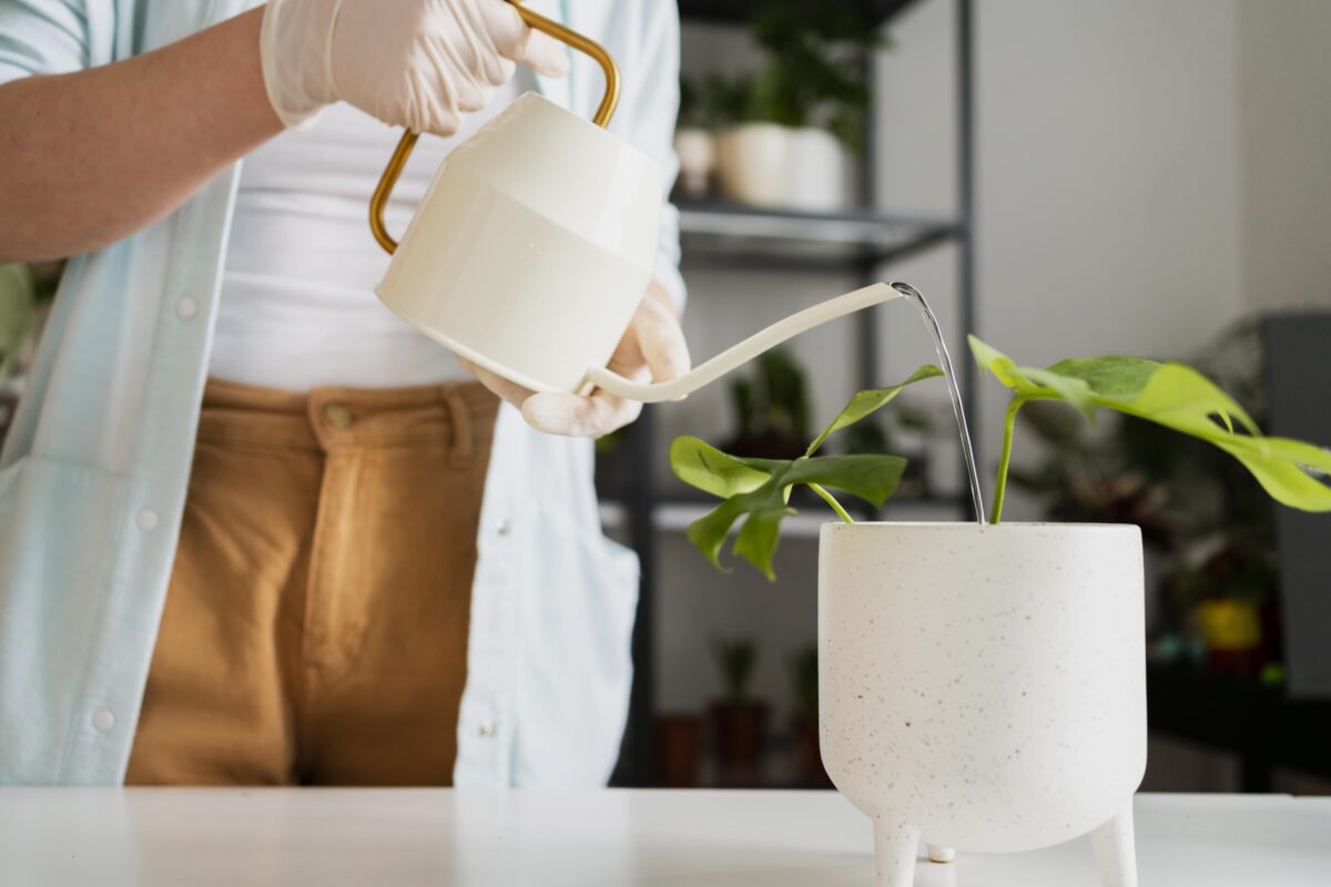 How to Water Indoor Plants: A Beginner’s Guide - Garden