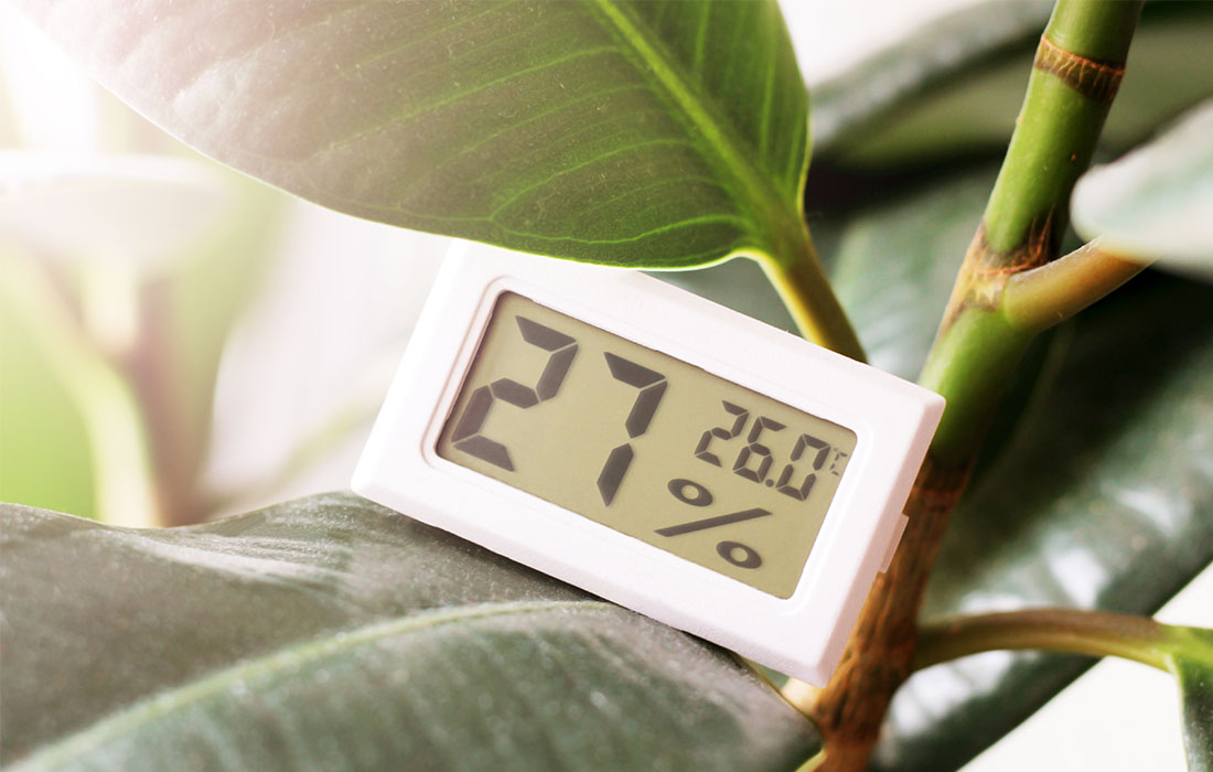 How to Keep Your Indoor Plants Healthy During the Winter Months - Garden