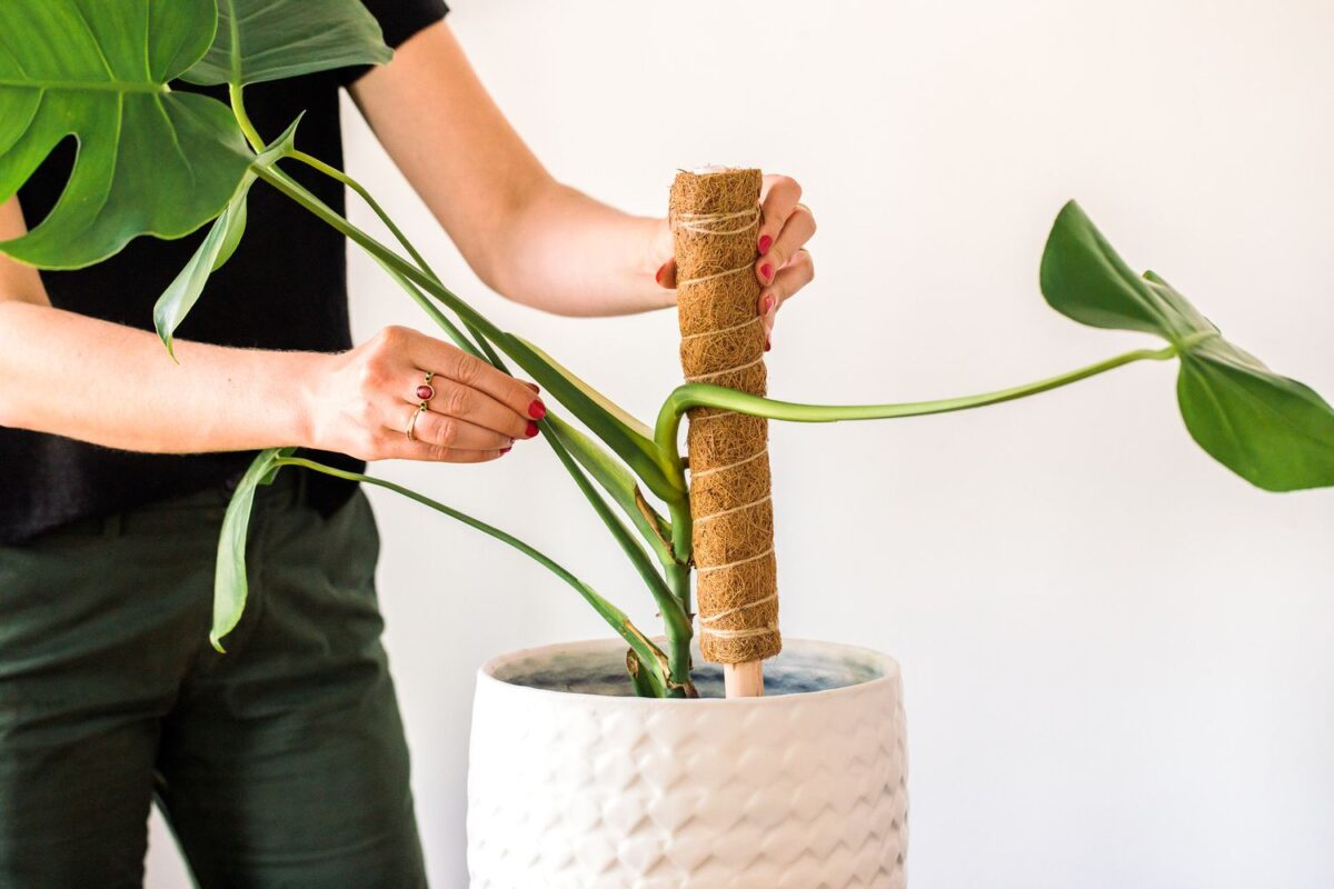 How to Create the Perfect Indoor Plant Care Routine - Garden
