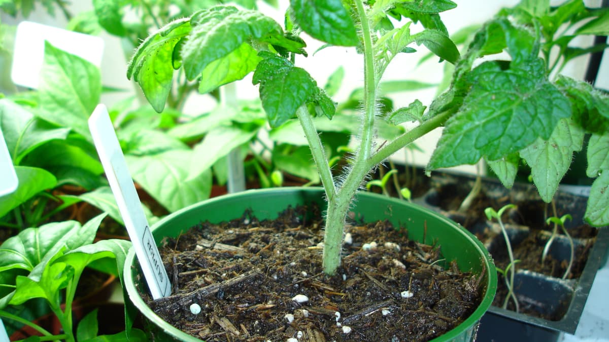 Dealing with Yellow Leaves: What Your Plants Are Telling You - Garden