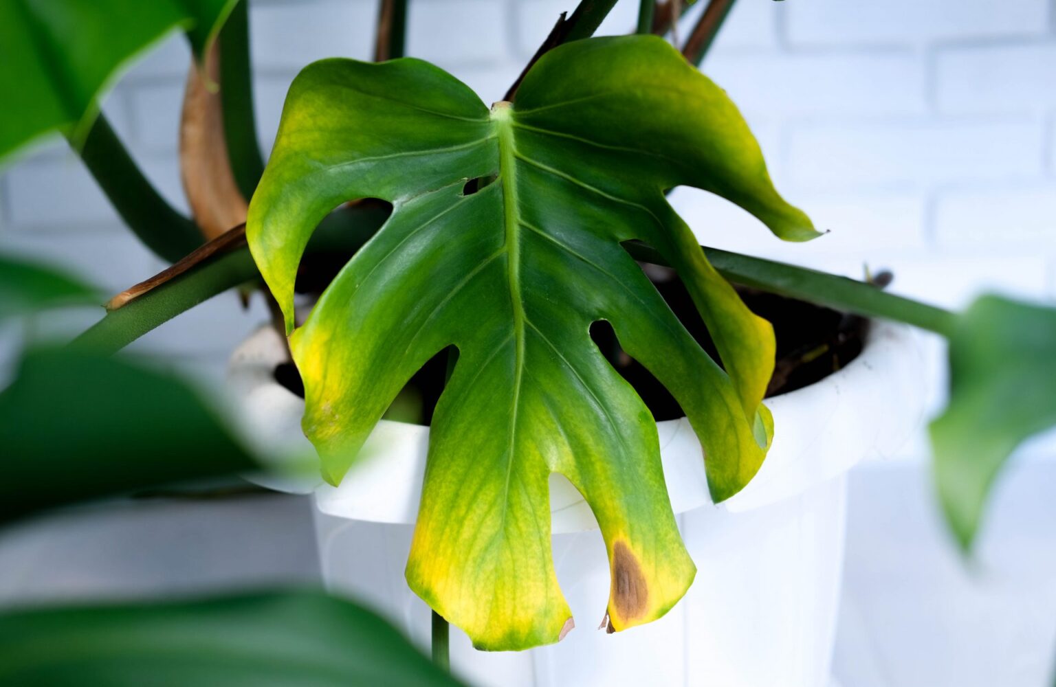 Dealing with Yellow Leaves: What Your Plants Are Telling You - Garden