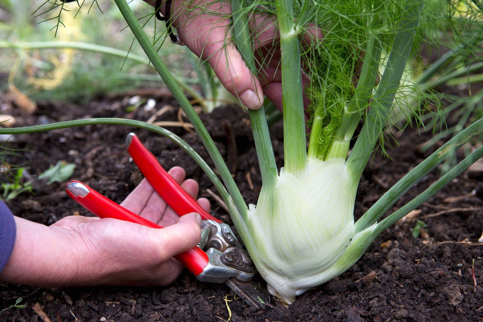How To Grow Fennel - Garden