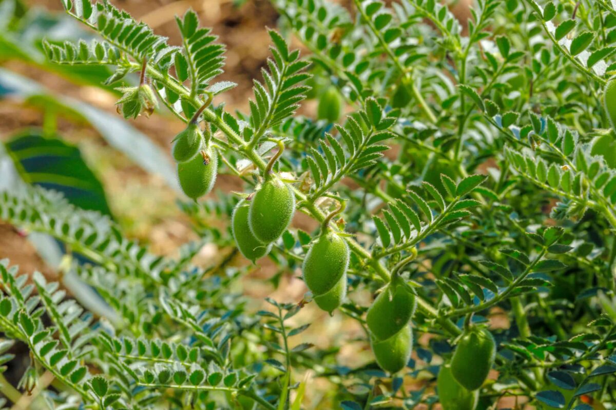 How To Grow Chickpeas - Garden