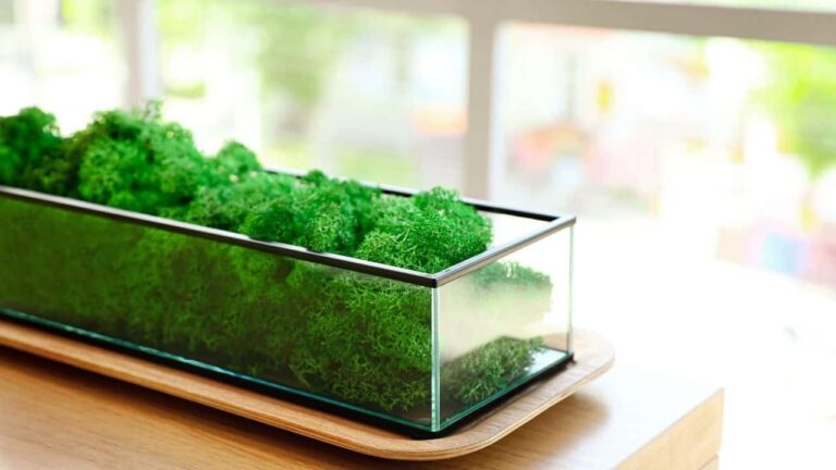 How To Grow Moss Indoors - Garden