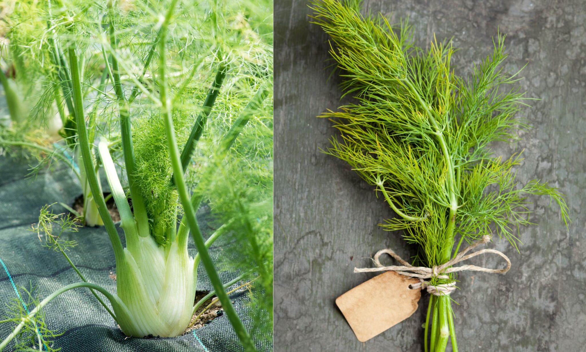 How To Grow Fennel - Garden