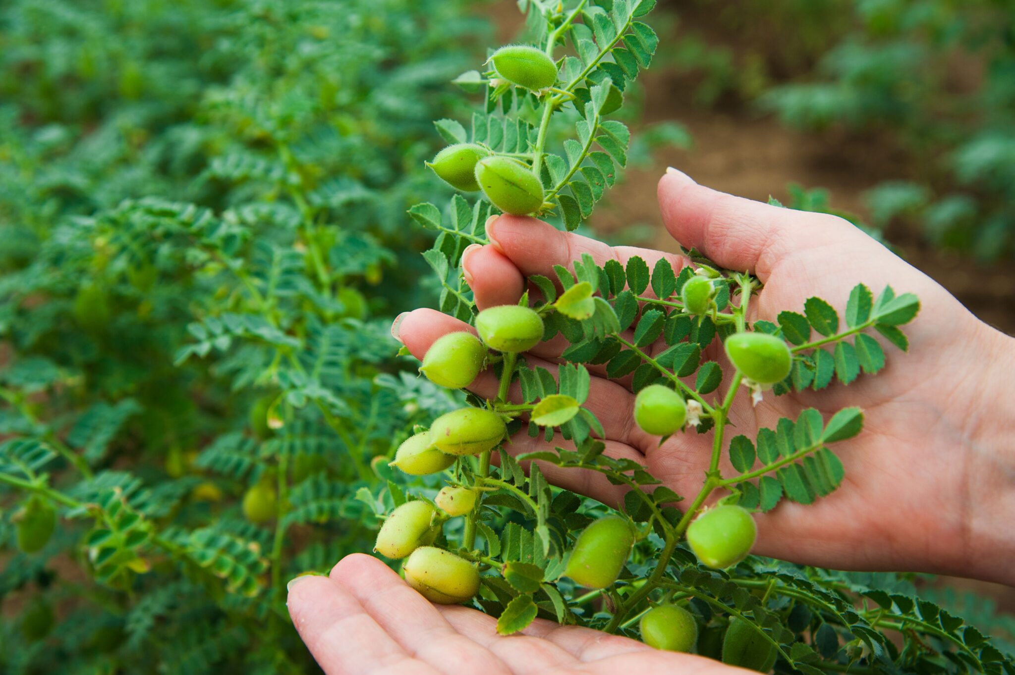 How To Grow Chickpeas - Garden