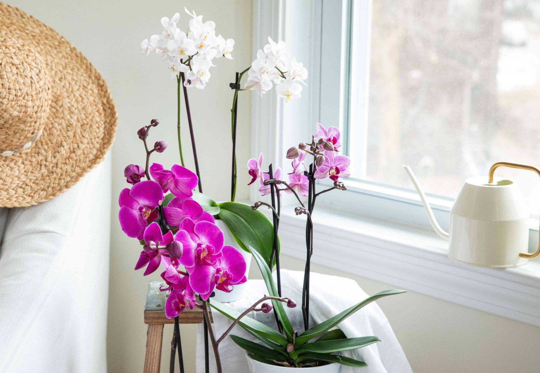 How To Grow Orchids In Water - Garden