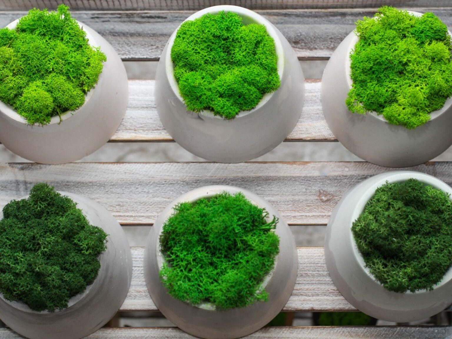 How To Grow Moss Indoors - Garden